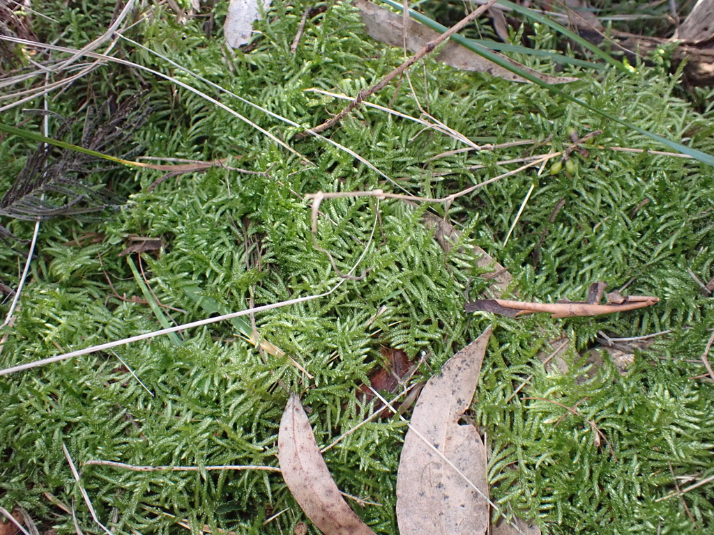 Neat Feather-moss from Olivers Creek Tyabb VIC 3913, Australia on ...