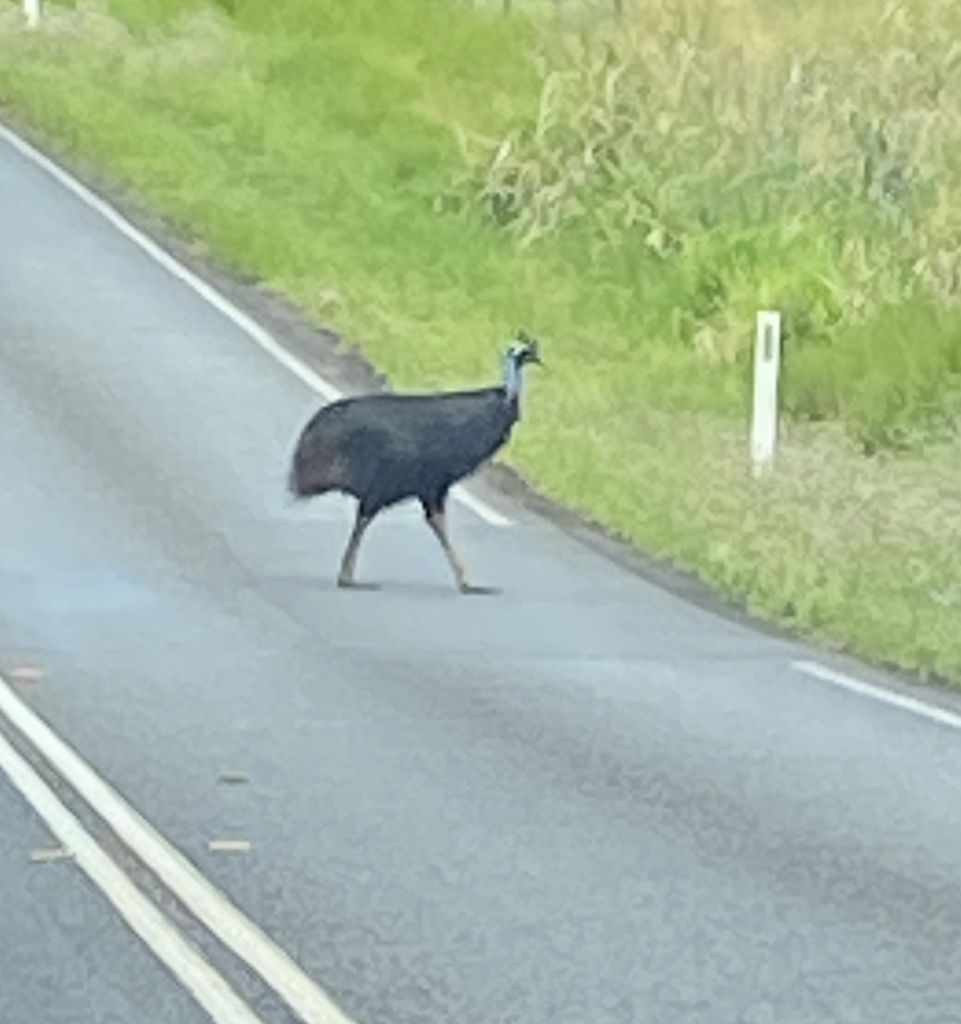 Southern Cassowary from Djiru National Park, Djiru, QLD, AU on August ...