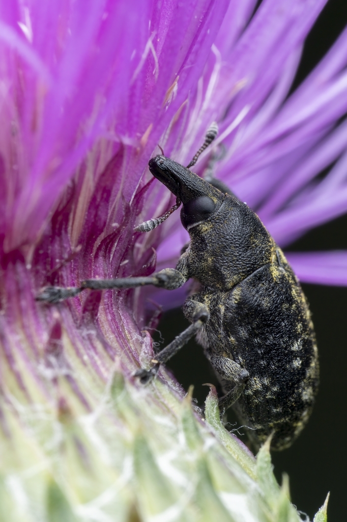 Turbine Cylindrical Weevil from Bözen, 5076 Böztal, Schweiz on July 26 ...