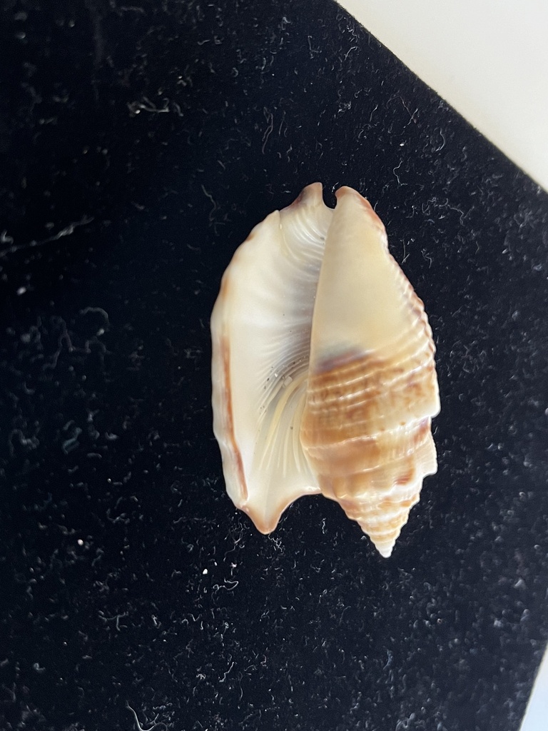 Iredale's conch from Warnbro Sound, Port Kennedy, WA, AU on July 21 ...