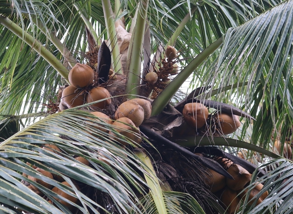 coconut palm from Atupa Tapere, Avarua, Cook Islands on July 14, 2021 ...