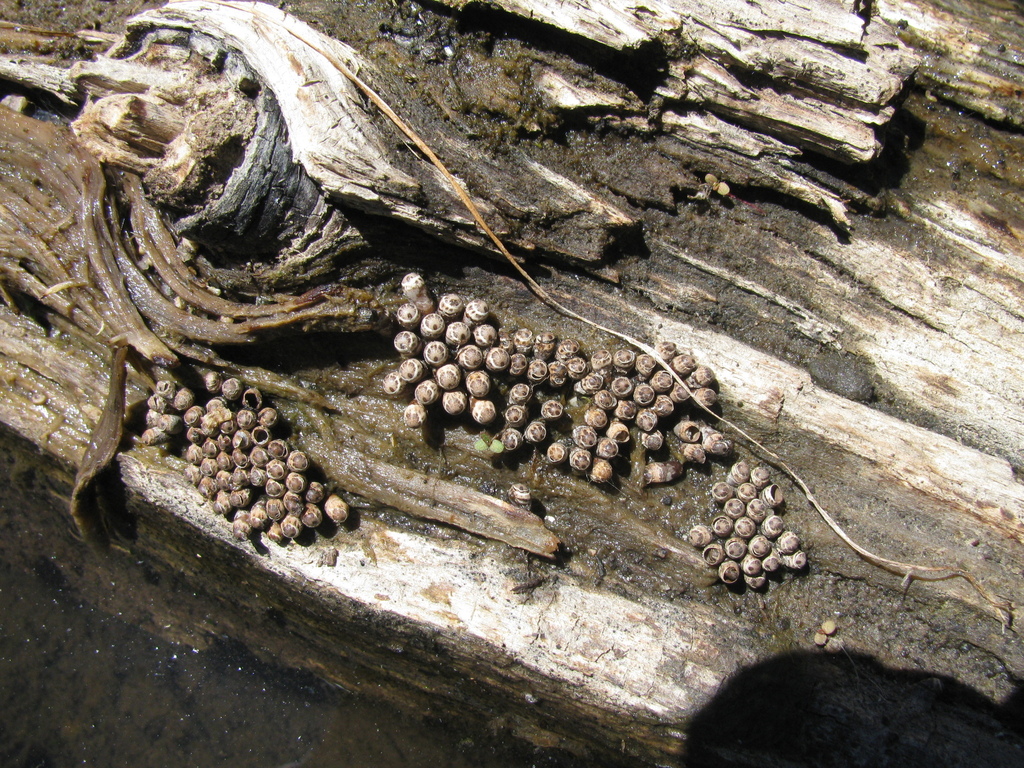 American Giant Water Bug from Ruby Mountains Wilderness on June 27 ...