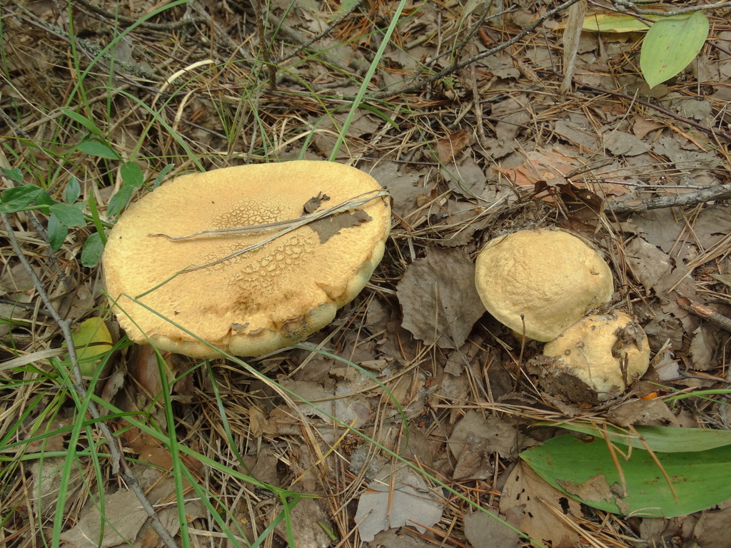 Cornflower Bolete from Навашинский р-н, Нижегородская обл., Россия on ...