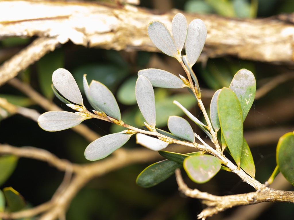Australian Tea Tree from Mornington P'sula - West, AU-VI, AU on August ...