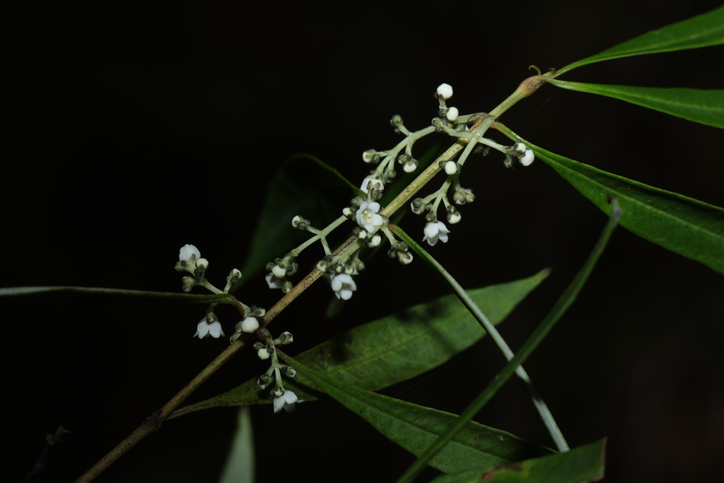 Logania albiflora from Sunshine Coast QLD, Australia on August 11, 2024 ...