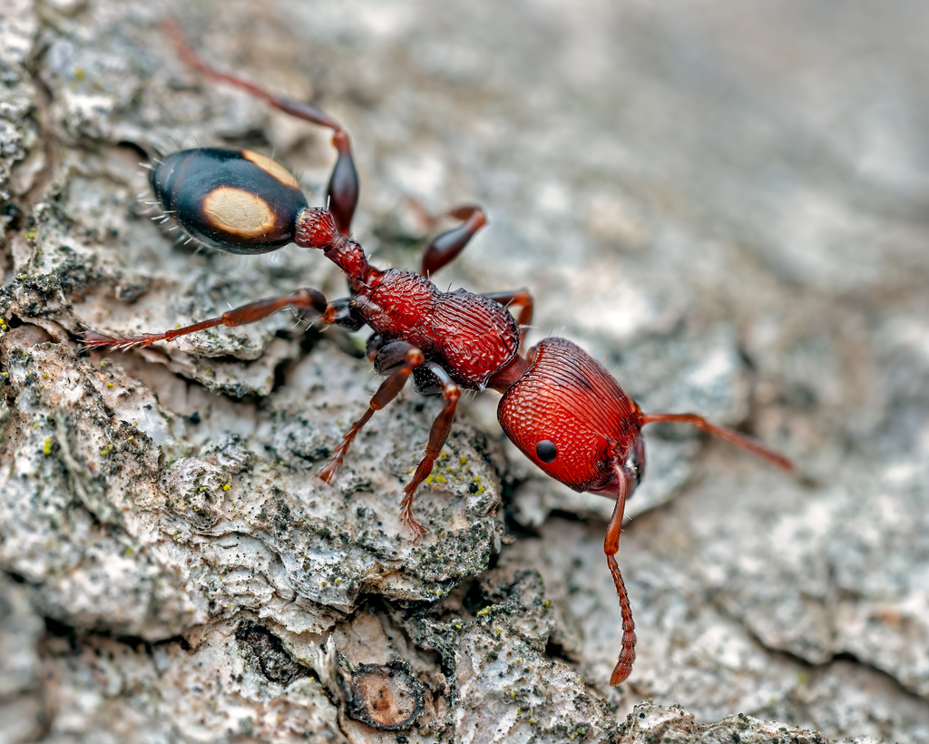 spotted muscleman tree ant from Wodonga VIC, Australia on August 11 ...