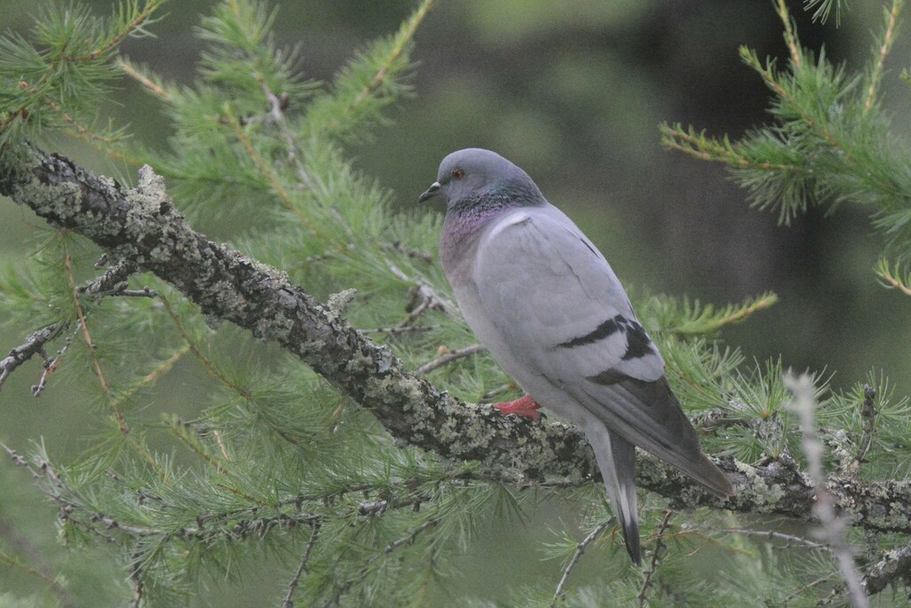 Hill Pigeon from Ширинский р-н, Респ. Хакасия, Россия on August 6, 2024 ...