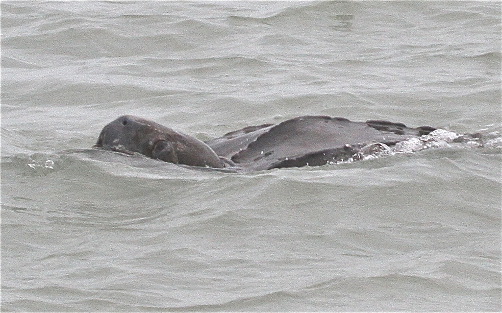 Leatherback Sea Turtle in March 2013 by Dolphinwhisper Scarlet Colley ...