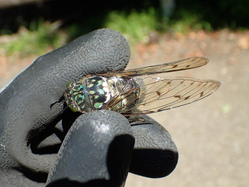 Robust Cicada in August 2024 by renshuchu · iNaturalist