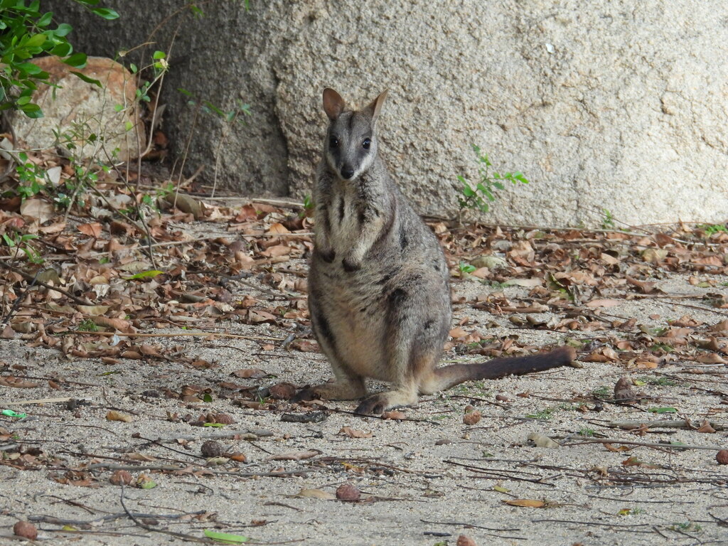 Allied Rock Wallaby from Picnic Bay QLD 4819, Australia on August 5 ...