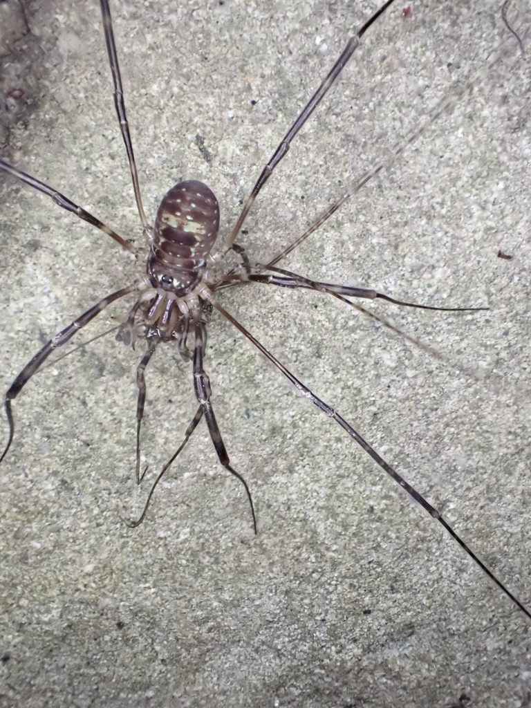 Forsteropsalis from Okuku, New Zealand on December 30, 2023 at 10:56 PM ...
