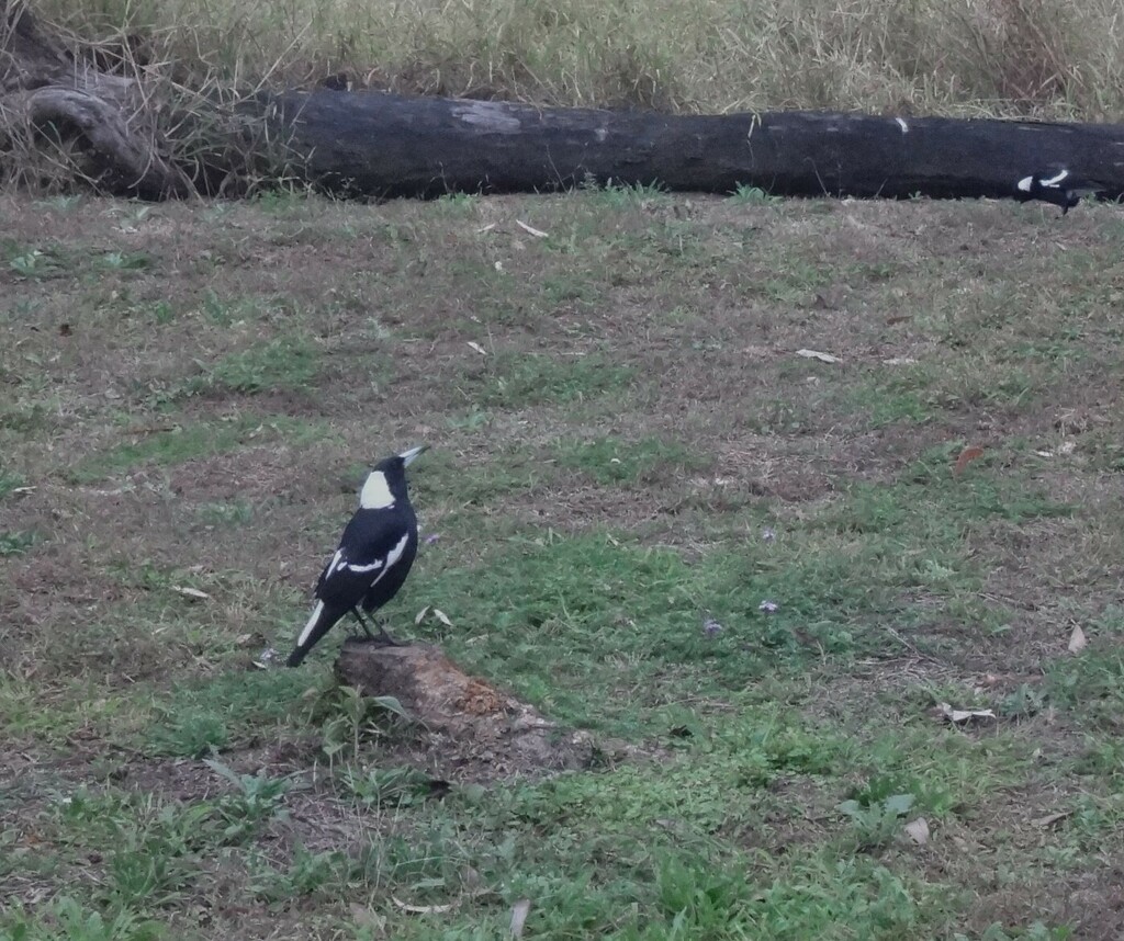 Eastern Black-backed Magpie from Rewan QLD 4702, Australia on July 28 ...