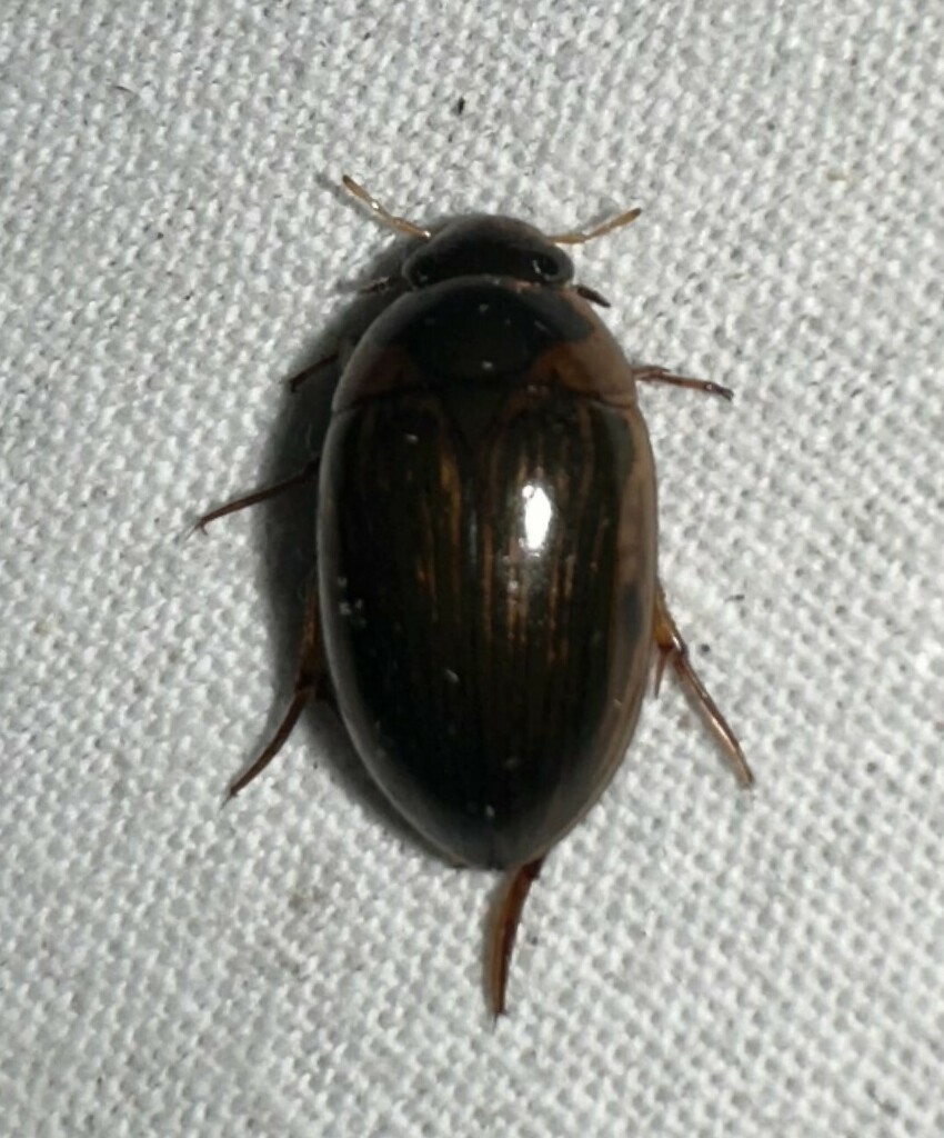 Tropisternus collaris from Along Ijams Branch, off of Co. Rd. 275 ...