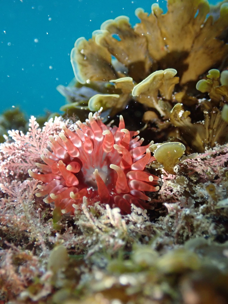 mulberry anemone from Neptune St, Coogee, NSW, AU on August 11, 2024 at ...