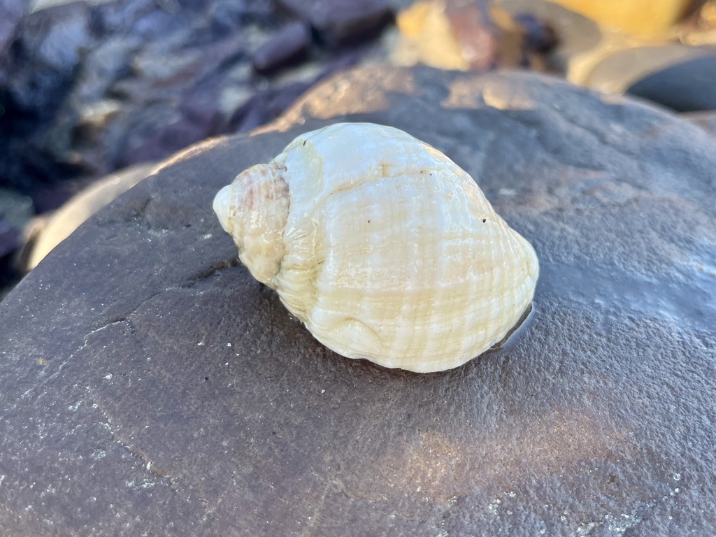 Cart-Rut Shell from City of Marion, Hallett Cove, SA, AU on August 11 ...
