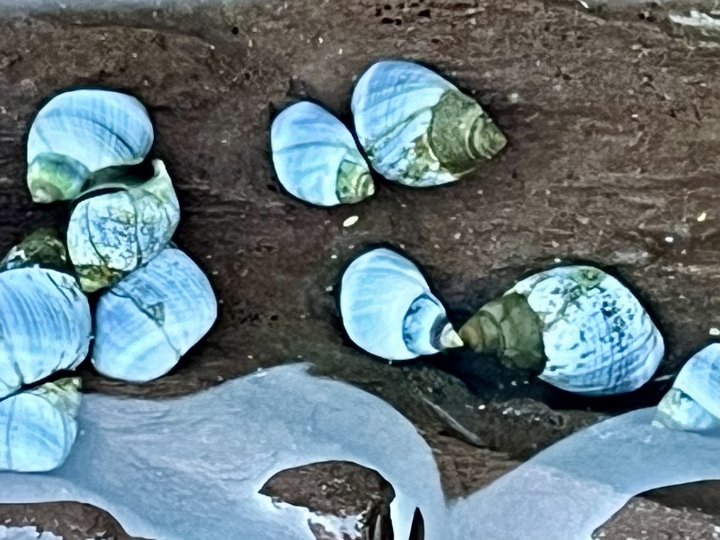 Little Blue Periwinkle from City of Marion, Hallett Cove, SA, AU on ...