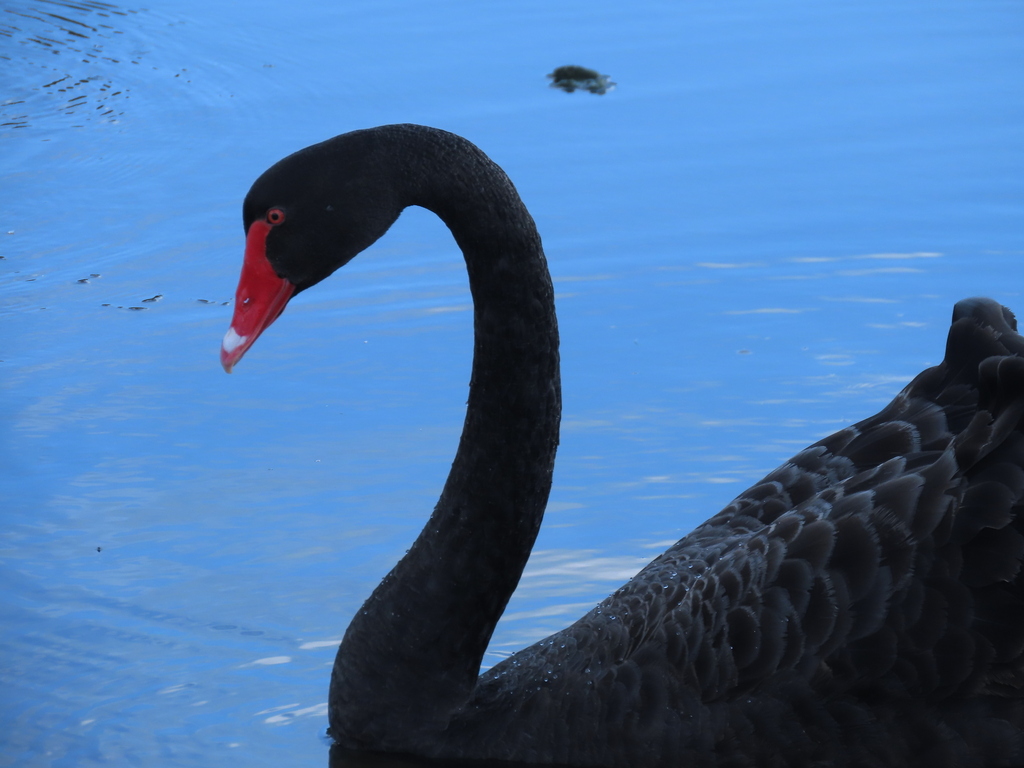 Black Swan from Auckland, New Zealand on August 11, 2024 at 12:28 PM by ...