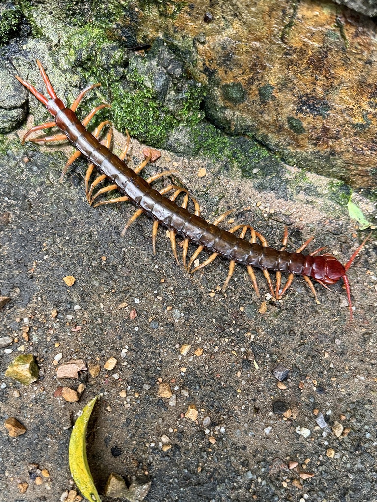 Scolopendra multidens from 清新区, 清远市, 广东省, CN on August 11, 2024 at 01: ...