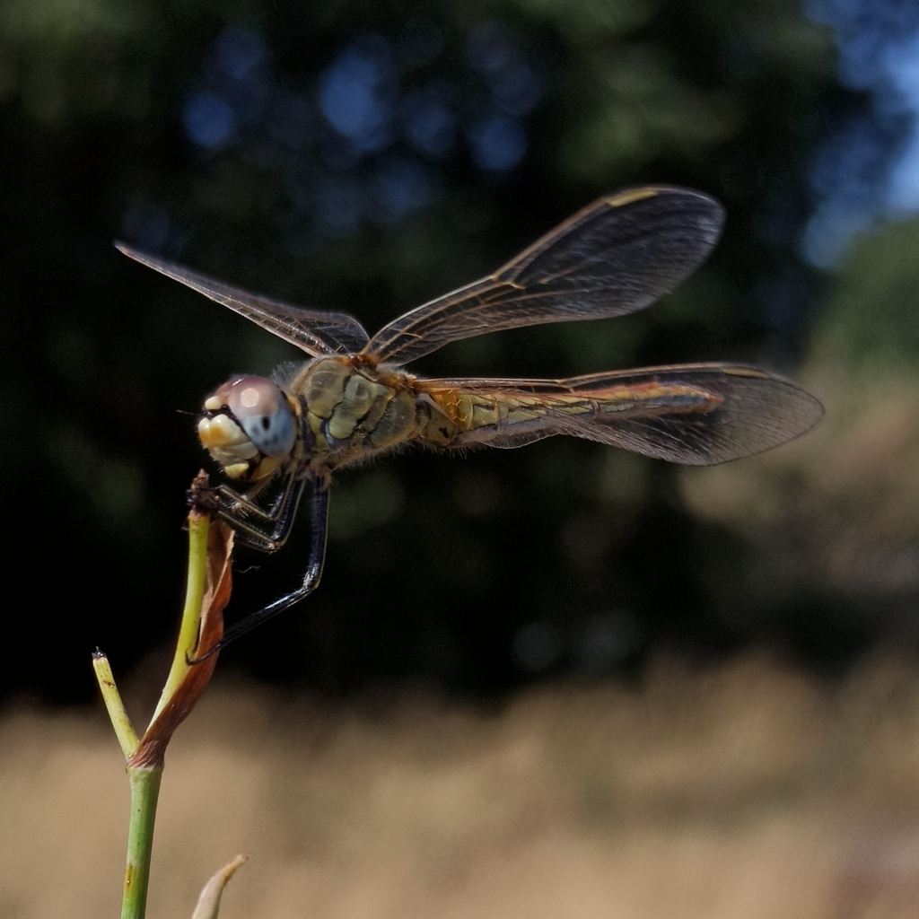 Nomad from 08110 Moncada y Reixach, Barcelona, España on August 11 ...