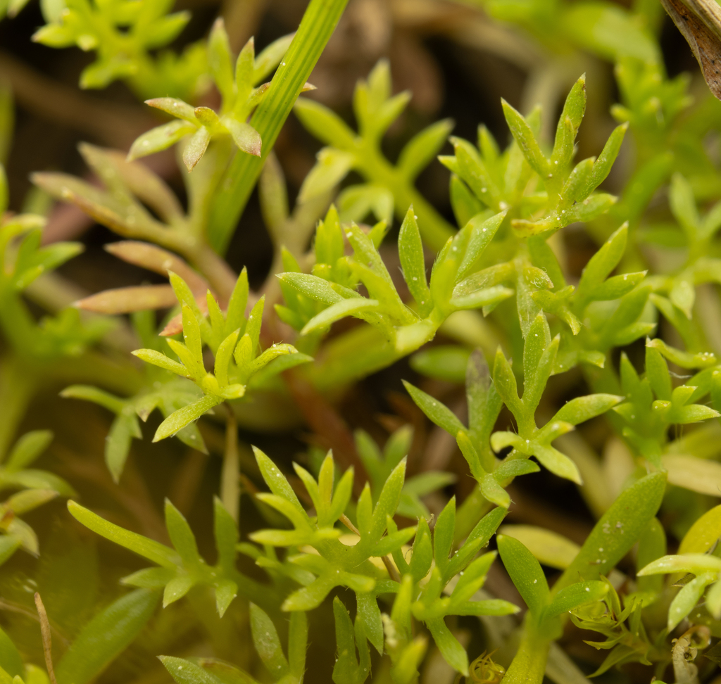 common soliva from Mornington P'sula - West, AU-VI, AU on August 11 ...