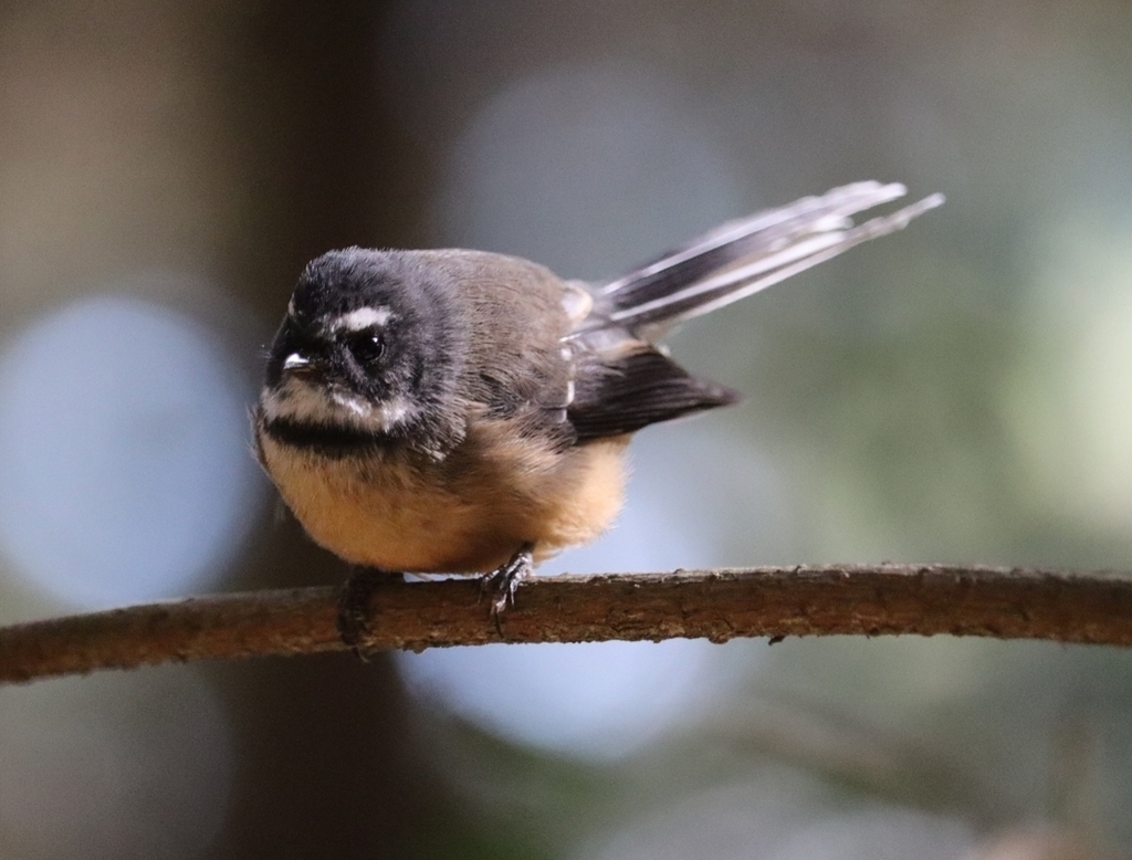 South Island Fantail from Coalgate, New Zealand on June 11, 2022 at 10: ...