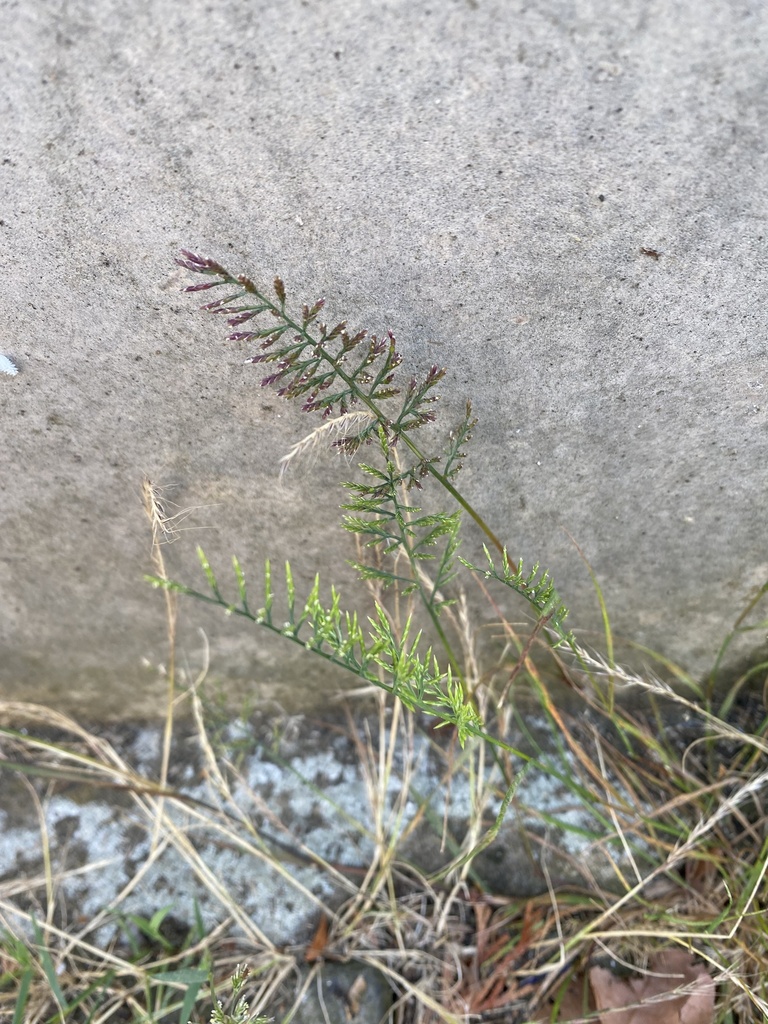 Fern-grass from St Saviourgate, York, England, GB on August 11, 2024 at ...
