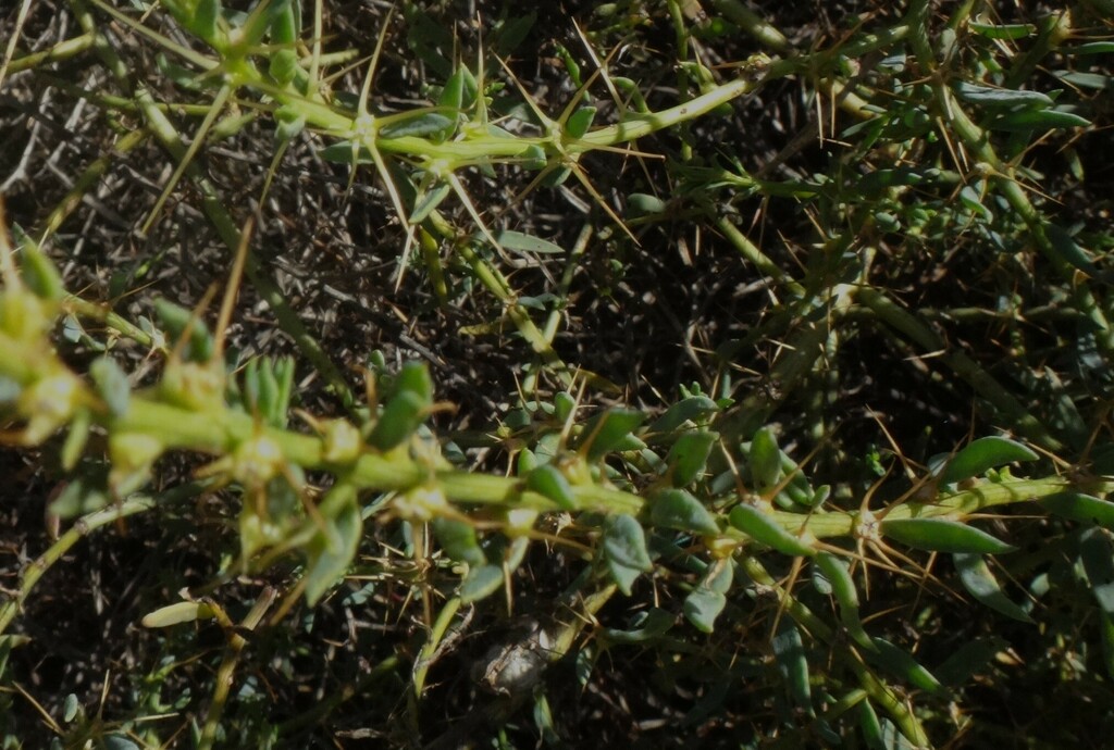 Black Roly-poly from Durham Downs QLD 4454, Australia on July 28, 2024 ...
