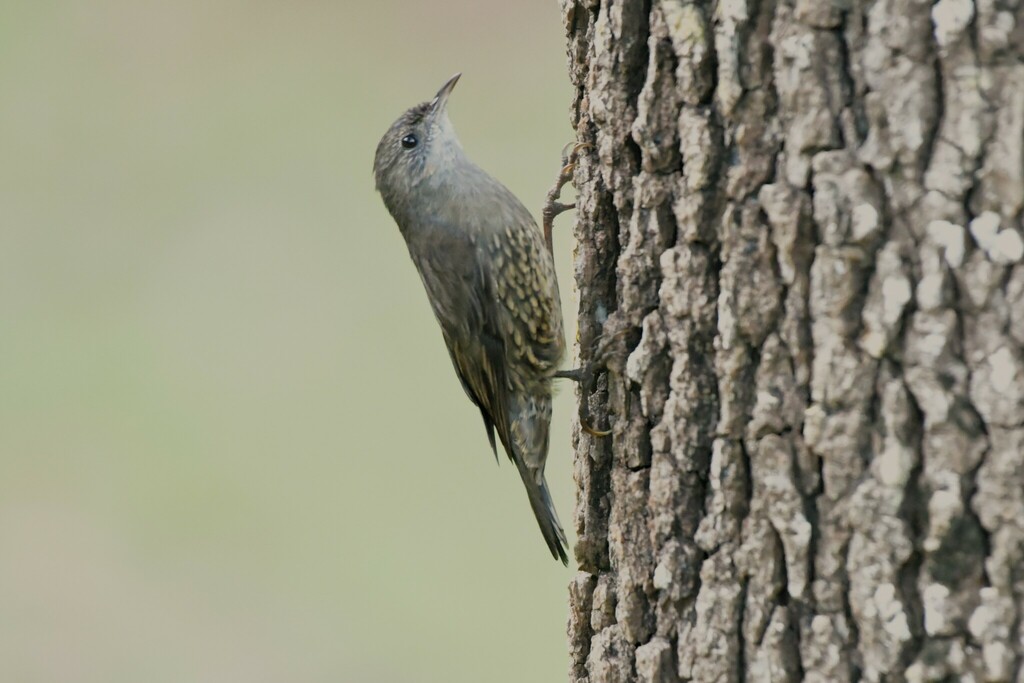 Little White-throated Treecreeper from Malanda QLD 4885, Australia on ...