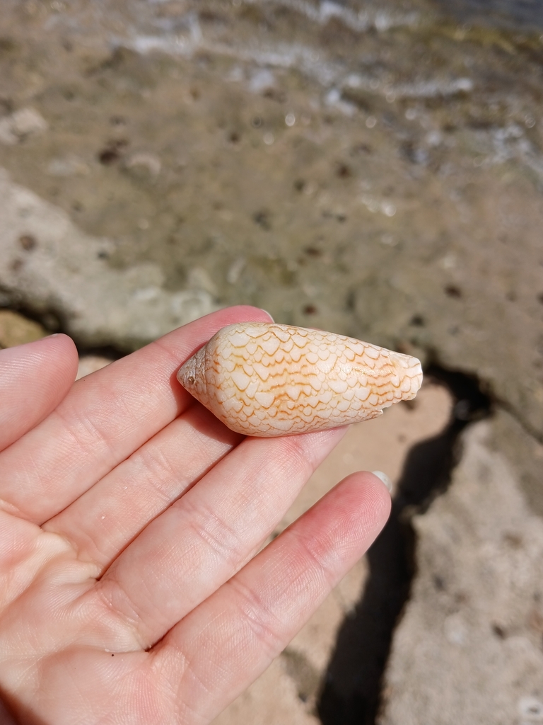 Textile Cone from Mer Island on August 11, 2024 at 12:38 PM by Rebecca ...