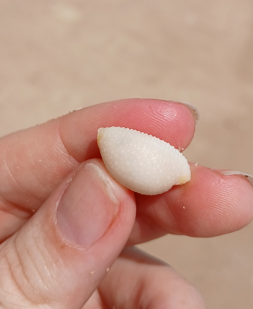 grape cowrie from Mer Island on August 11, 2024 at 12:56 PM by Rebecca ...