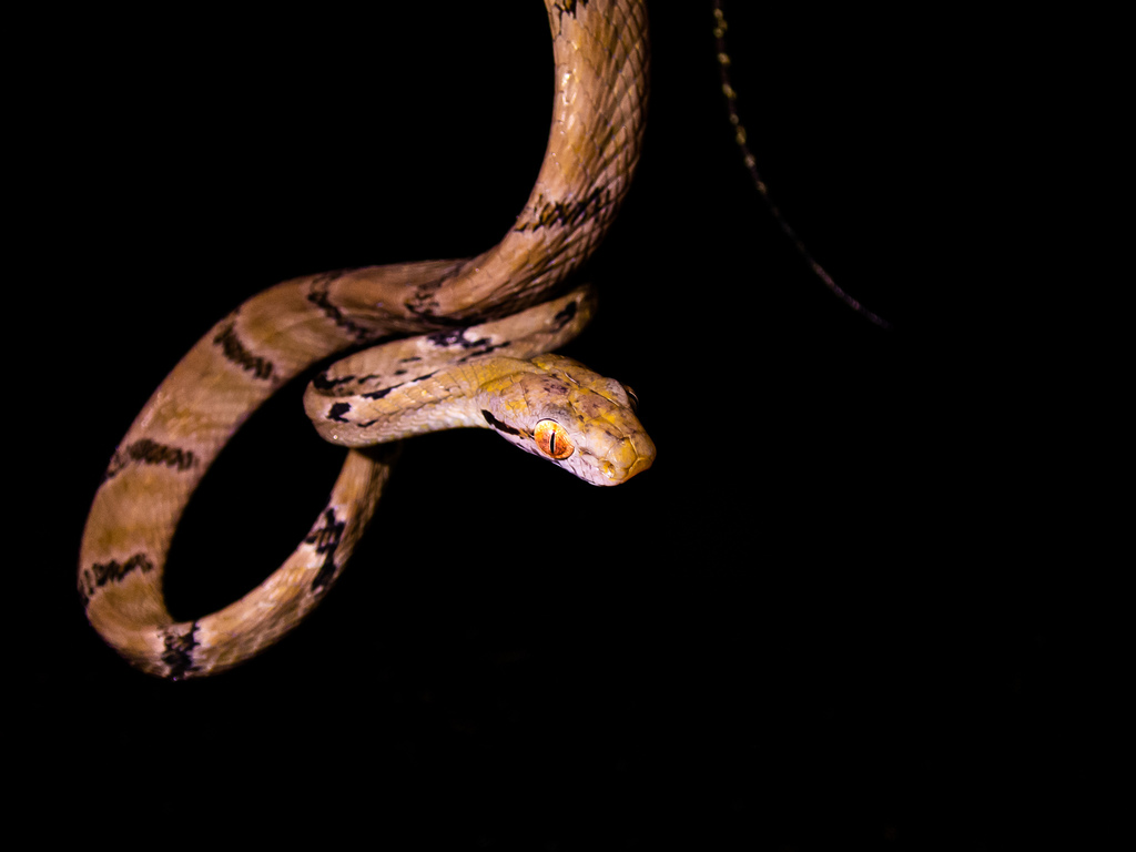 Dog-toothed Cat Snake (Snakes of the Philippines) · iNaturalist