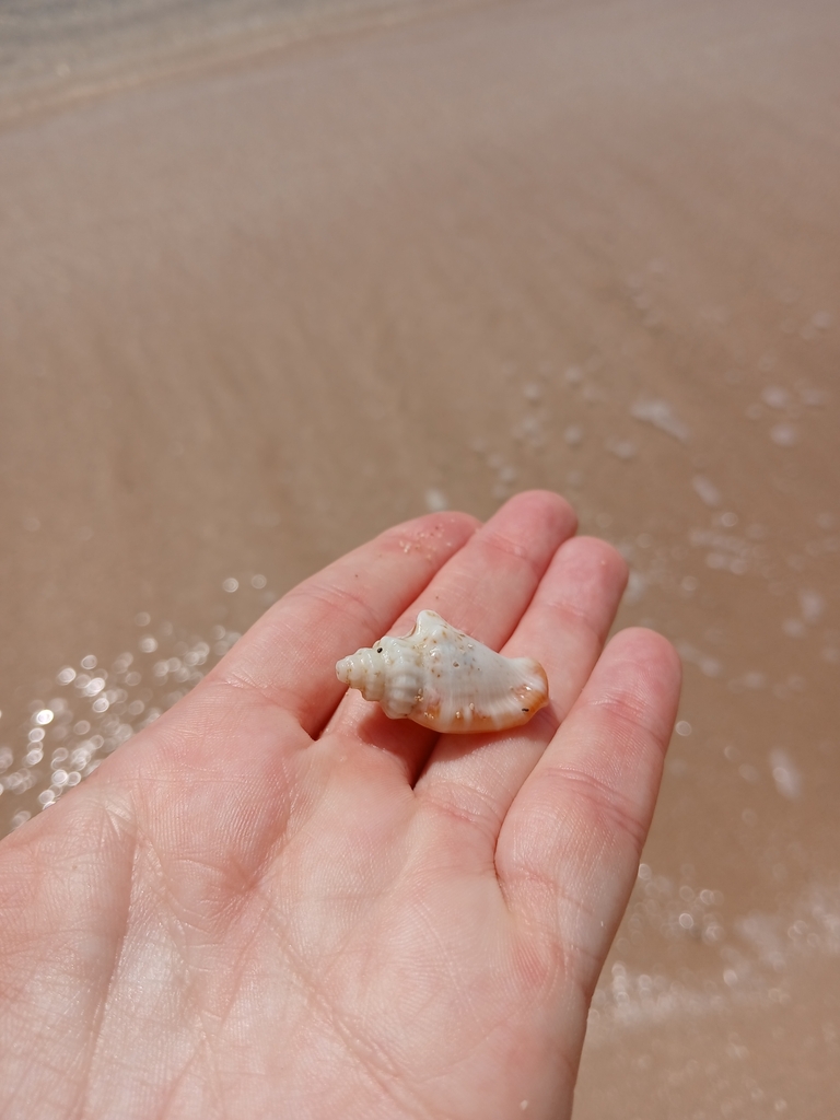Labiate Stromb from Mer Island QLD 4875, Australia on August 11, 2024 ...