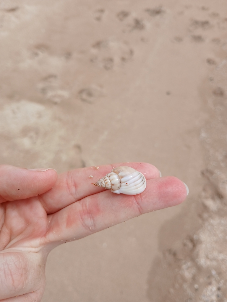 Nassa Mudsnails from Mer Island QLD 4875, Australia on August 11, 2024 ...