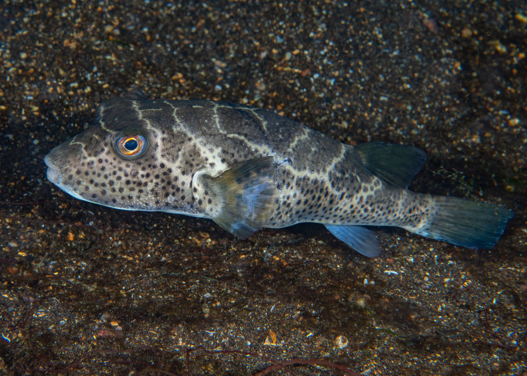 Bullseye Puffer from Isabela, Galápagos, Ecuador on May 7, 2024 at 07: ...