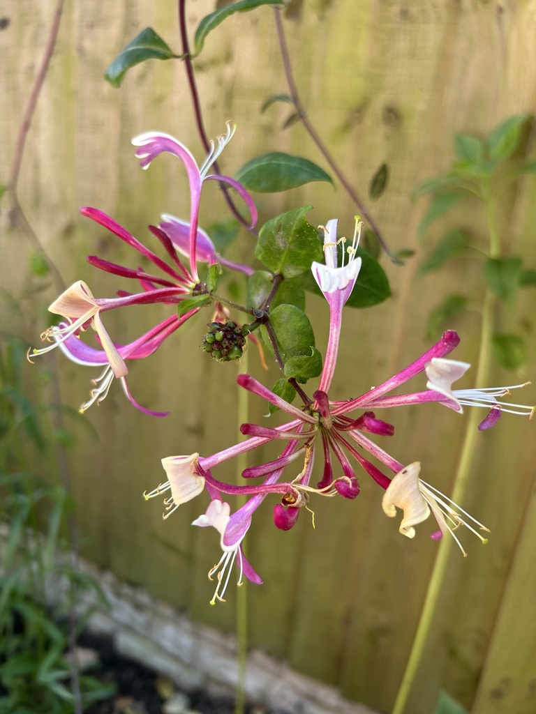 Common Honeysuckle from Meanwood Road, Leeds, England, GB on 11 August ...