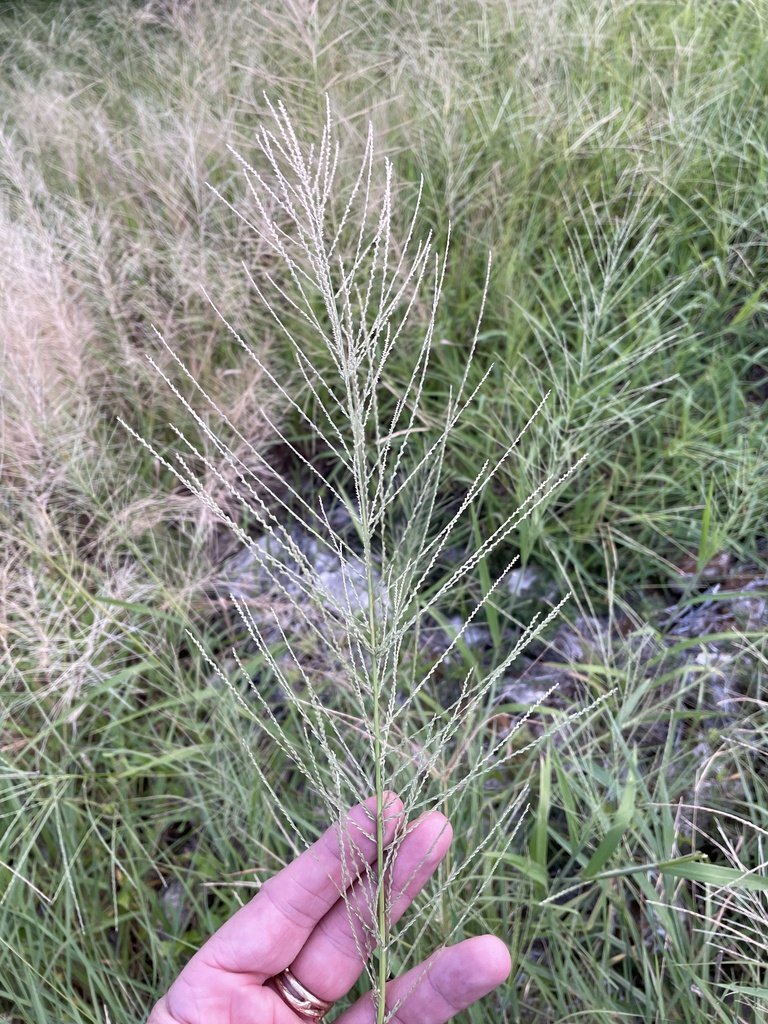 Mucronate Sprangletop from Stormie Jones Park, Bedford, TX, US on ...