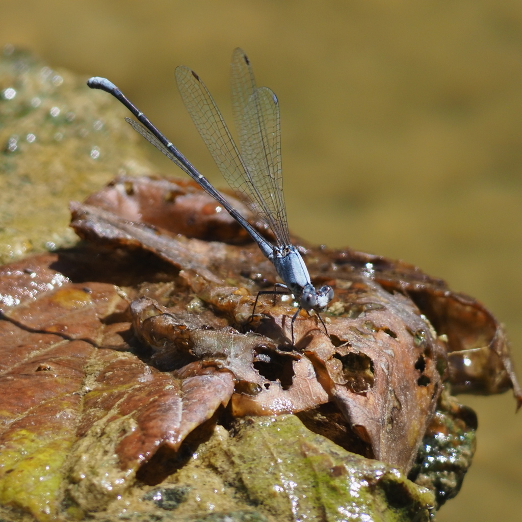 Powdered Dancer from Frisco, TX, USA on August 3, 2024 at 11:57 AM by ...