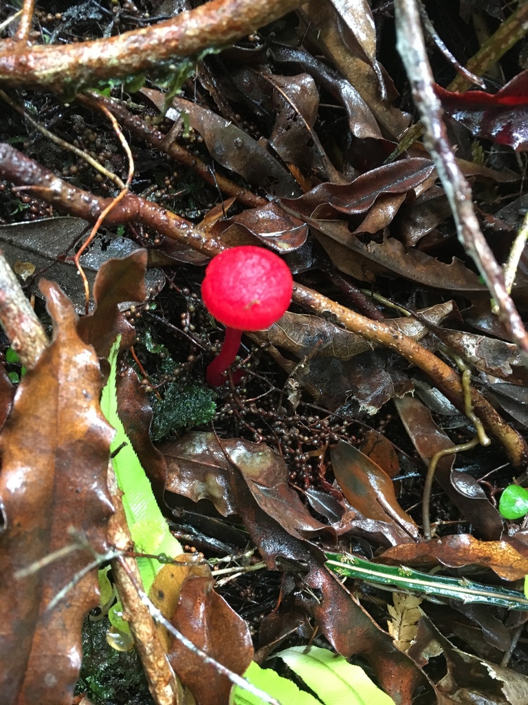 Vermilion Waxcap from Auckland, NZ on June 13, 2019 at 10:11 AM by ...
