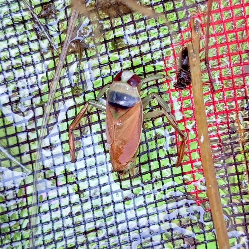 Eurasian Greater Water Boatman from Хабаровский край, Россия, 681026 on ...