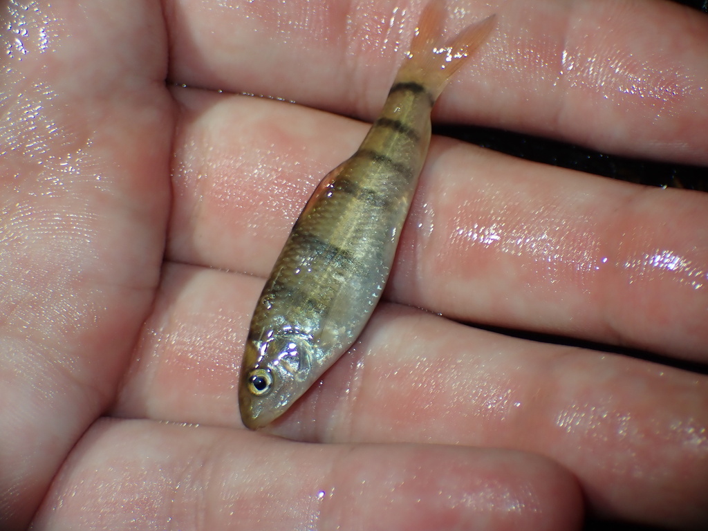 Acrossocheilus fasciatus in June 2024 by thermophis · iNaturalist