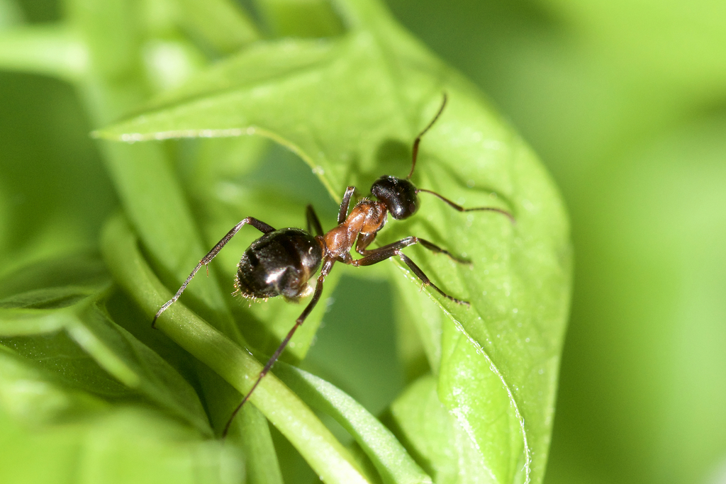 Ulke's Field Ant from Rosedale, Toronto, ON, Canada on June 12, 2019 at ...