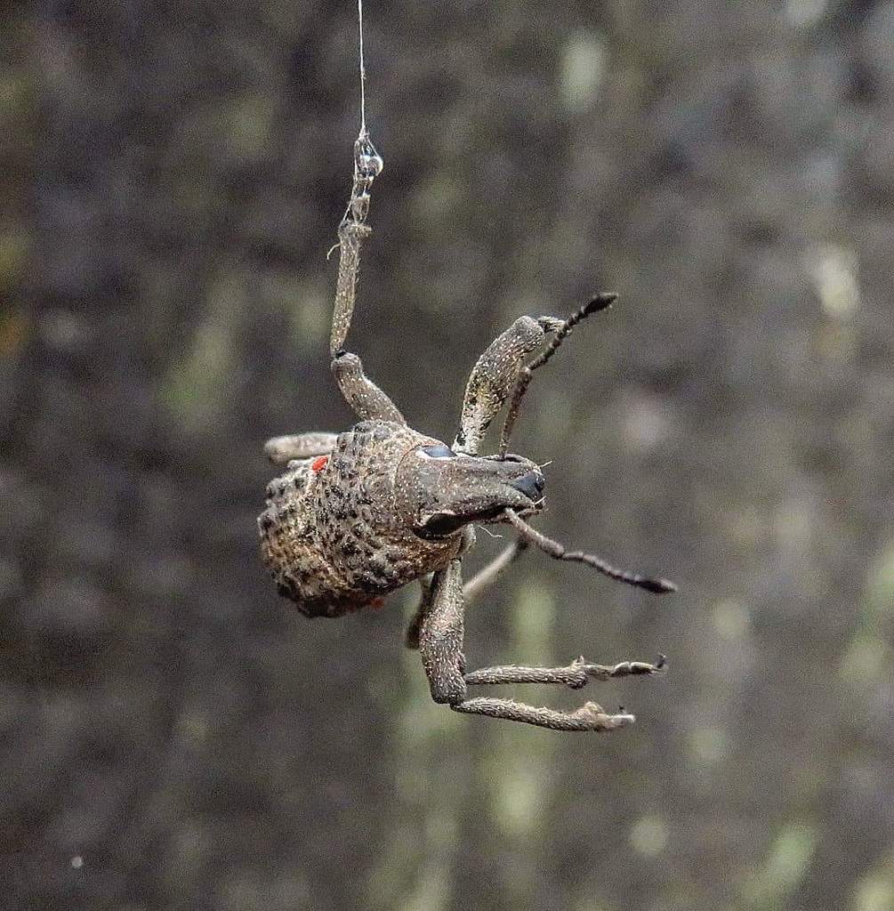 Psapharus infaustus from Gentle Annie VIC 3833, Australia on January 12 ...