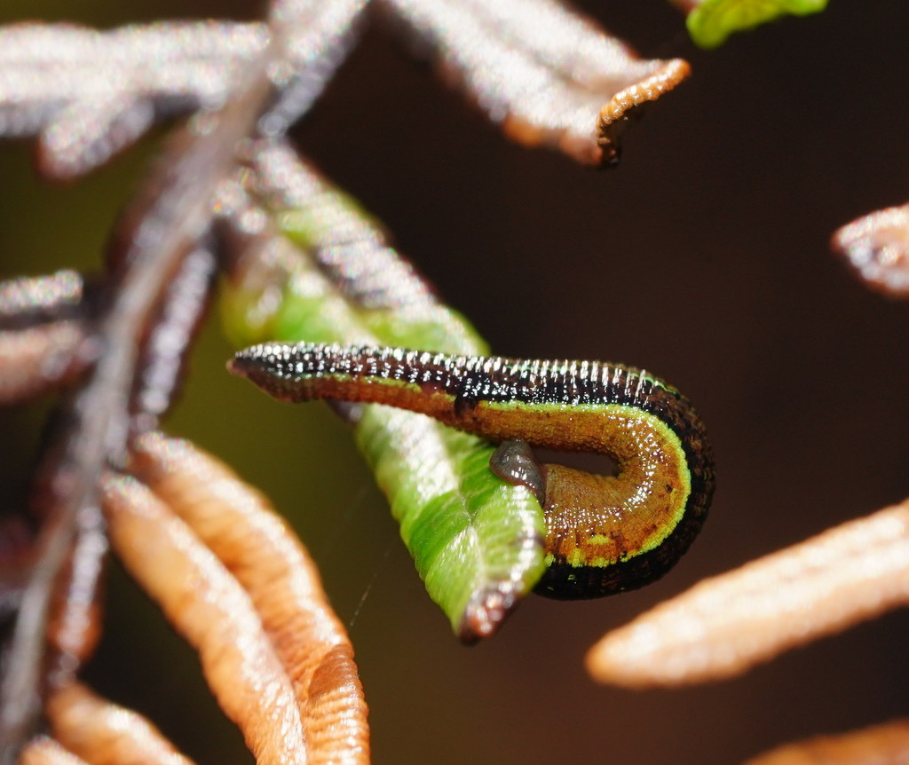 Jawed Land Leeches from Main Ridge VIC 3928, Australia on June 13, 2019 ...