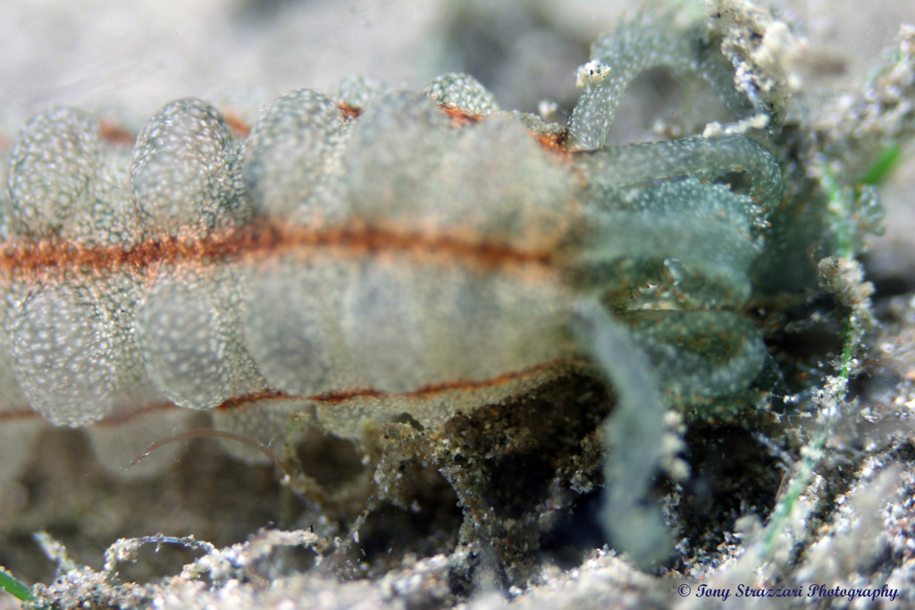 Synaptidae from Lipa, Batangas, Philippines on May 22, 2019 at 08:49 PM ...