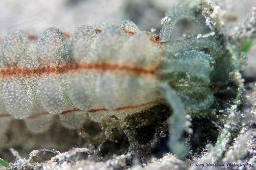 Maculated Synaptid (Synaptula maculata) · iNaturalist