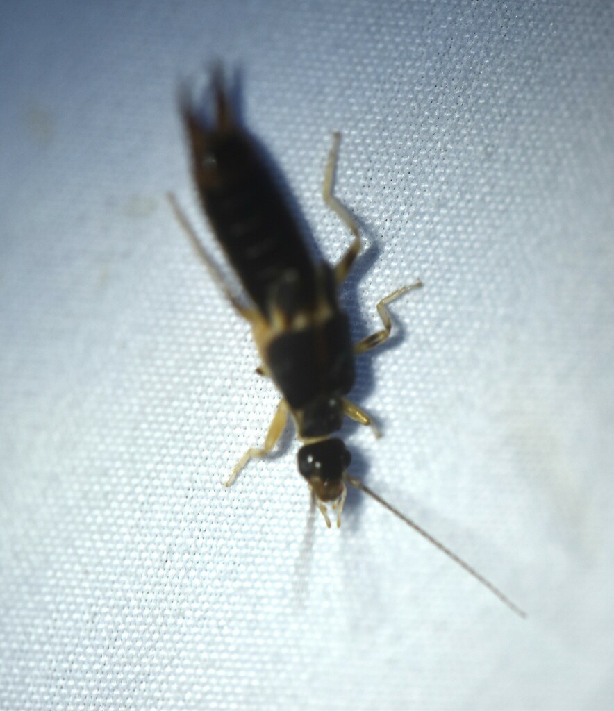 African earwig from The Nature Conservancy's Tiger Creek Preserve, 674 ...