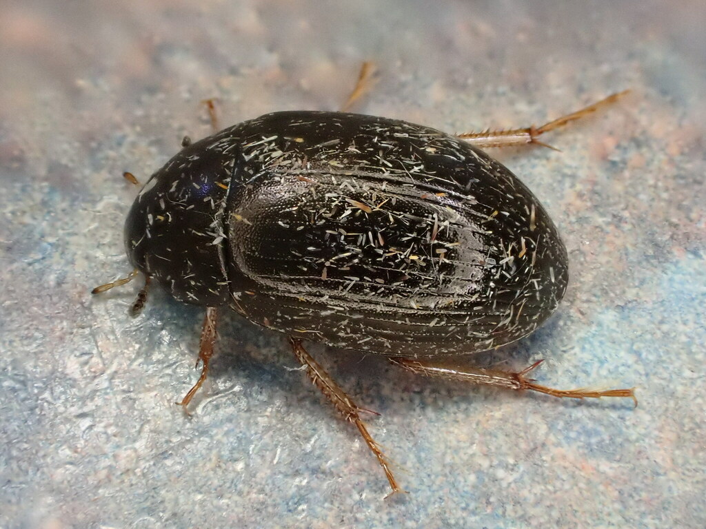 Hydrobius fuscipes from 8 Millcroft Road, Woolton, Liverpool ...
