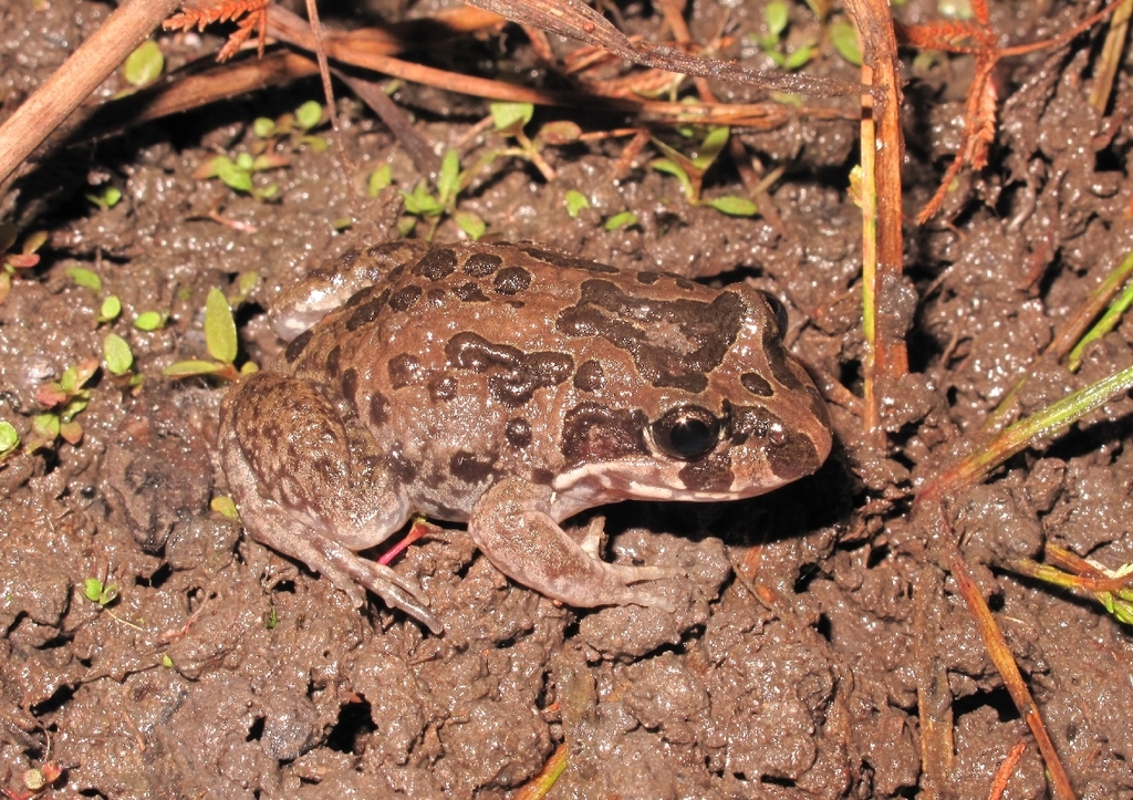Marbled Frog (Amphibians of Yourka Reserve) · iNaturalist