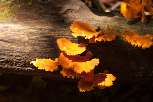 Polyporus grammocephalus · iNaturalist Mexico