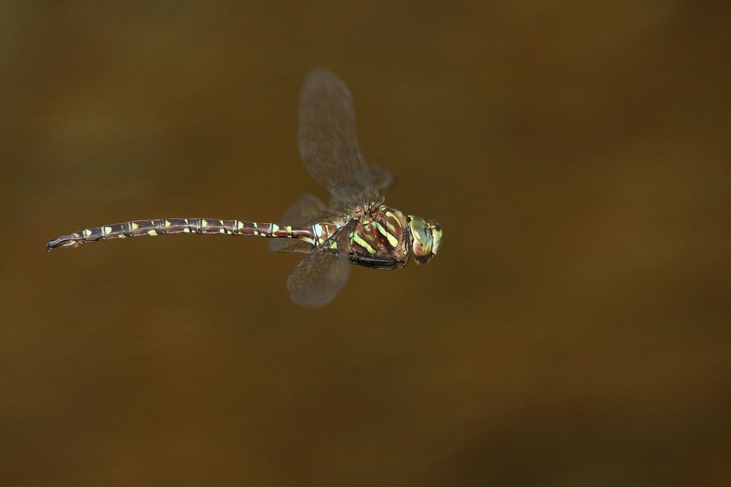 Shadow Darner (Odonata of the Anacostia River Watershed) · iNaturalist